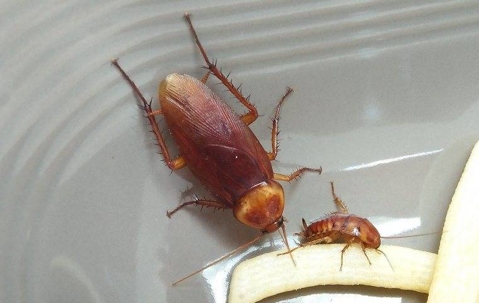 Blog - How To Get Rid Of Roaches On Your Oklahoma City Property