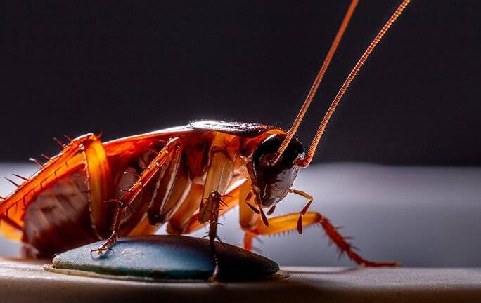 Blog - Six Early Warning Signs Of Cockroaches In Your Oklahoma City Home