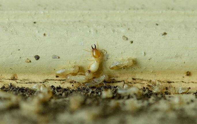 Blog - Five Easy-To-Spot Signs Of Termites On Your Oklahoma City Property