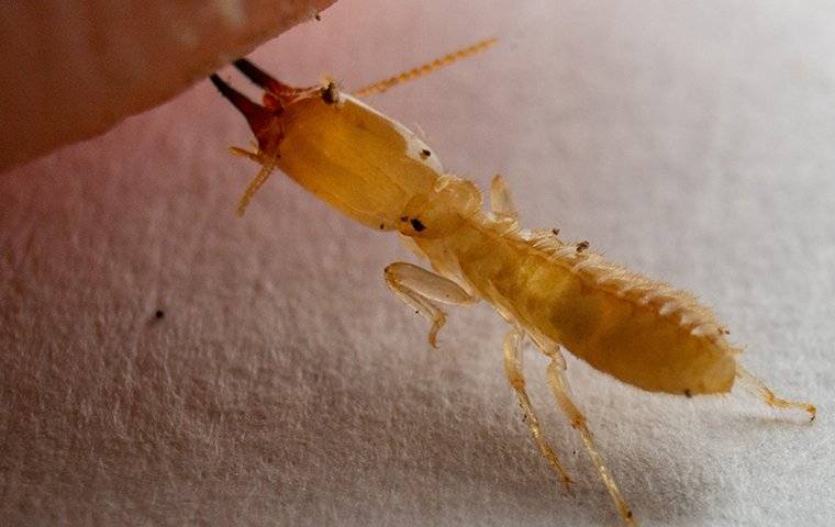 Blog - How To Tell If Your Oklahoma City Property Has Termites