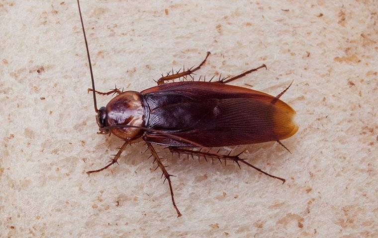 Cockroaches In Oklahoma