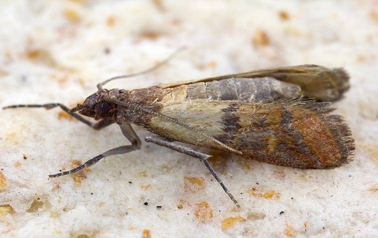 Blog - How Do Pantry Moths Keep Finding Their Way Into My Oklahoma City ...